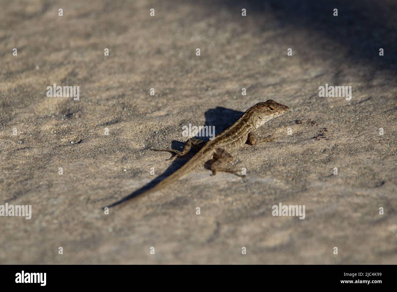 Lizard on a tree trunk with a cement background Stock Photo - Alamy