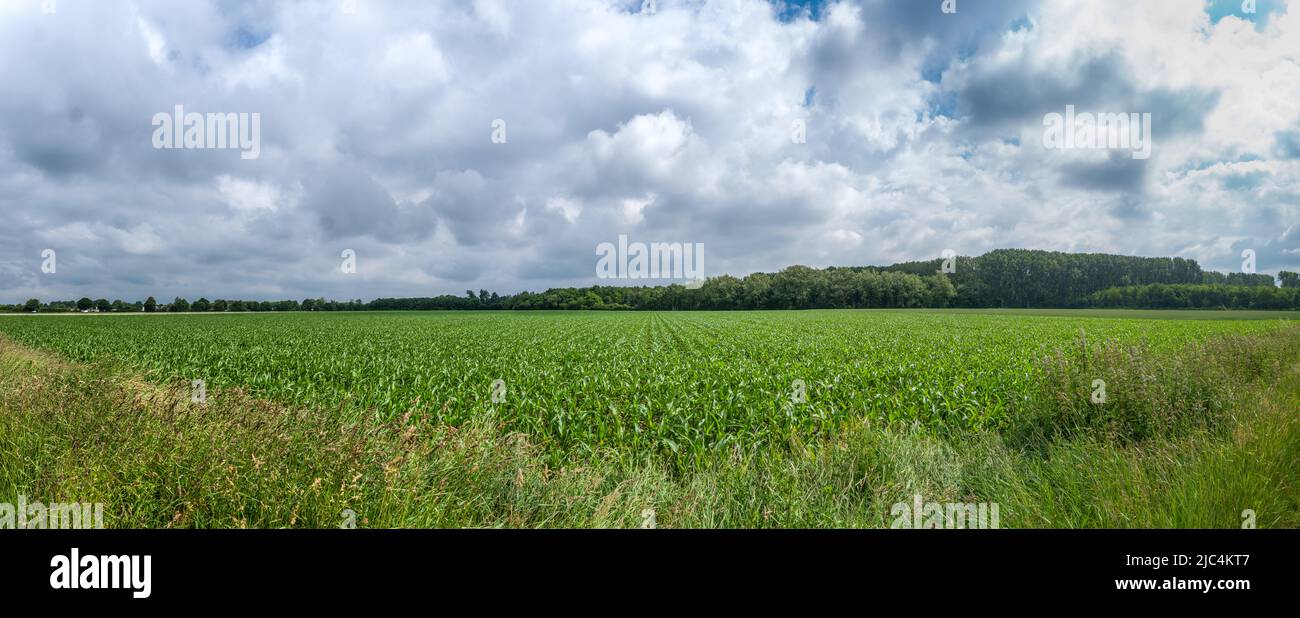 Harsh climate plants hi-res stock photography and images - Alamy