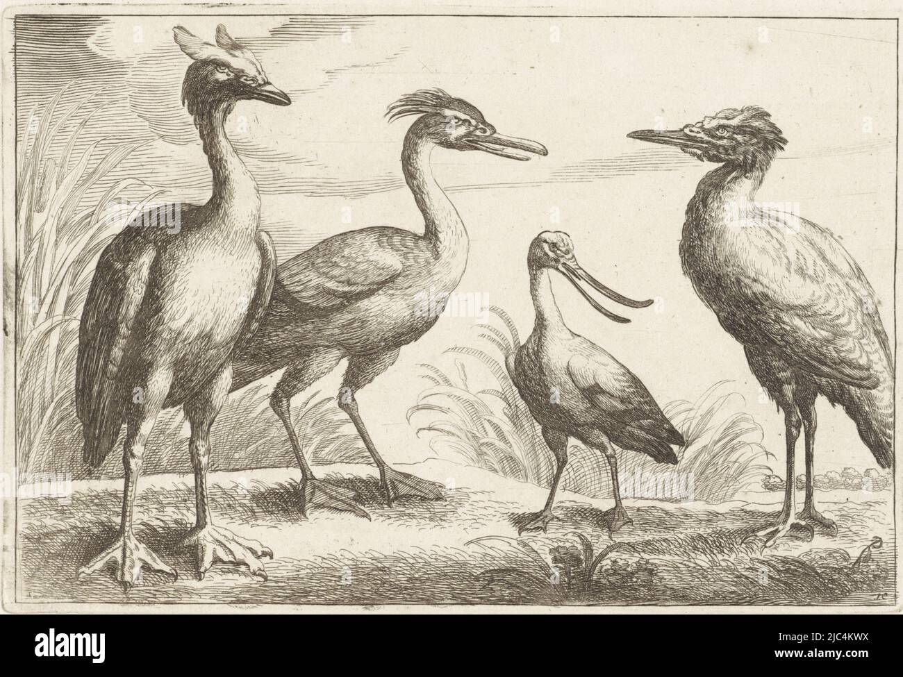 Ratites various birds hi-res stock photography and images - Alamy