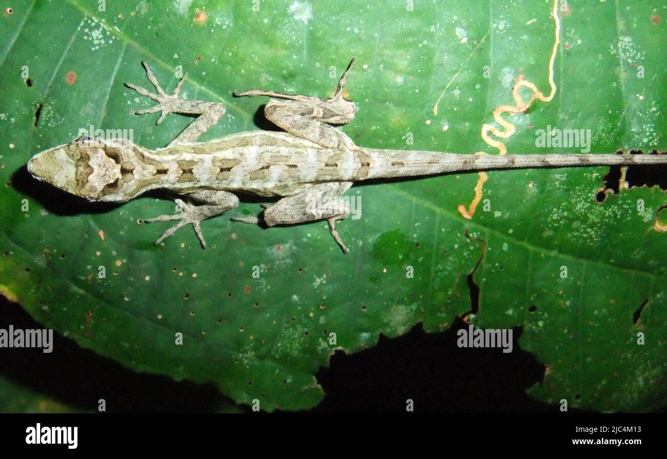 top view of an Anole (family Dactyloidae) isolated on a green tropical ...