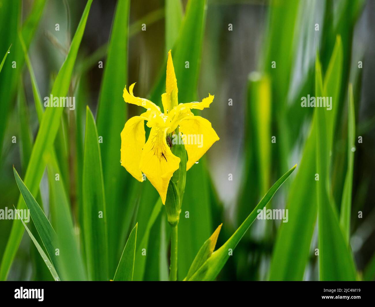 An insect on a Yellow Flag flower on the River Brathay in Ambleside ...