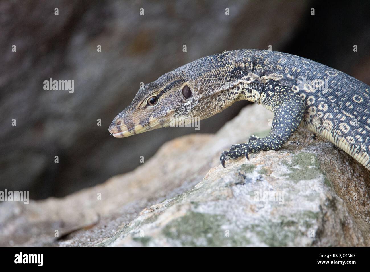young monitor lizard climbing behind a grey rock isolated on a natural ...