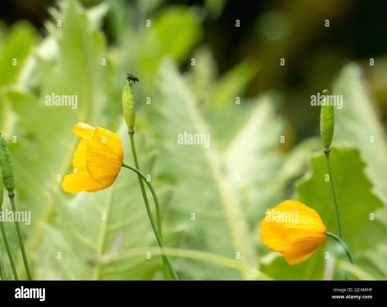 The leaves of Himalayan Poppy, Meconopsis betonicifolia with flowering ...