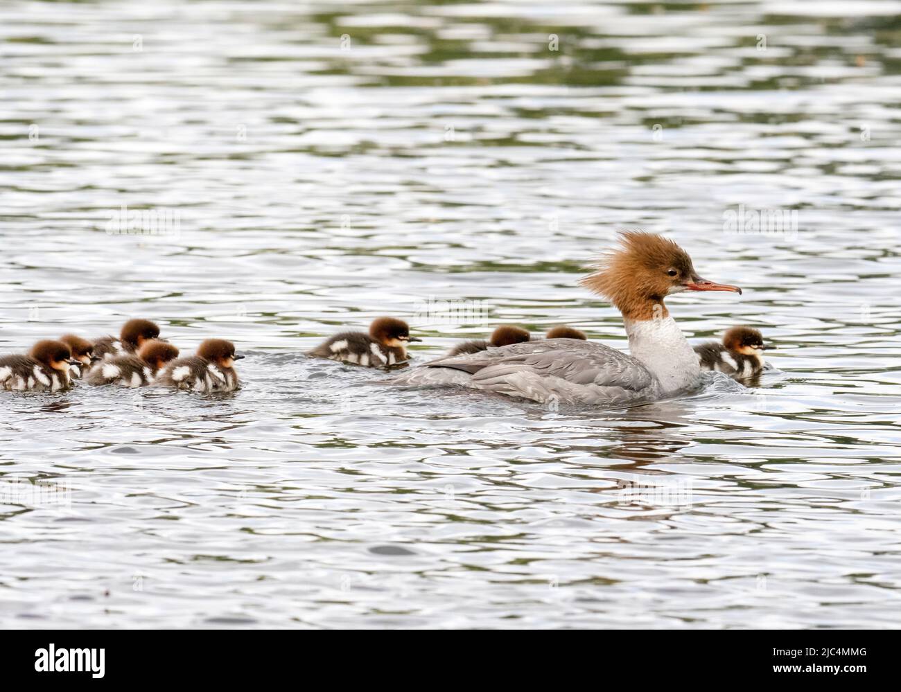 A female Goosander and ducklings on the River Brathay in Ambleside ...