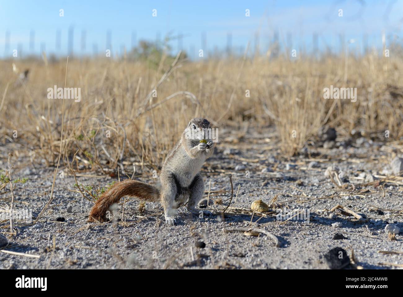 South African ground squirrel Xerus inauris sitting Stock Photo - Alamy