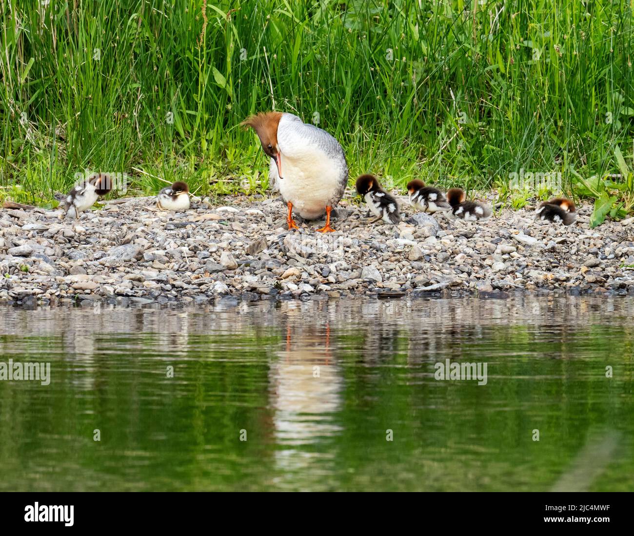 A female Goosander and ducklings on the River Brathay in Ambleside ...