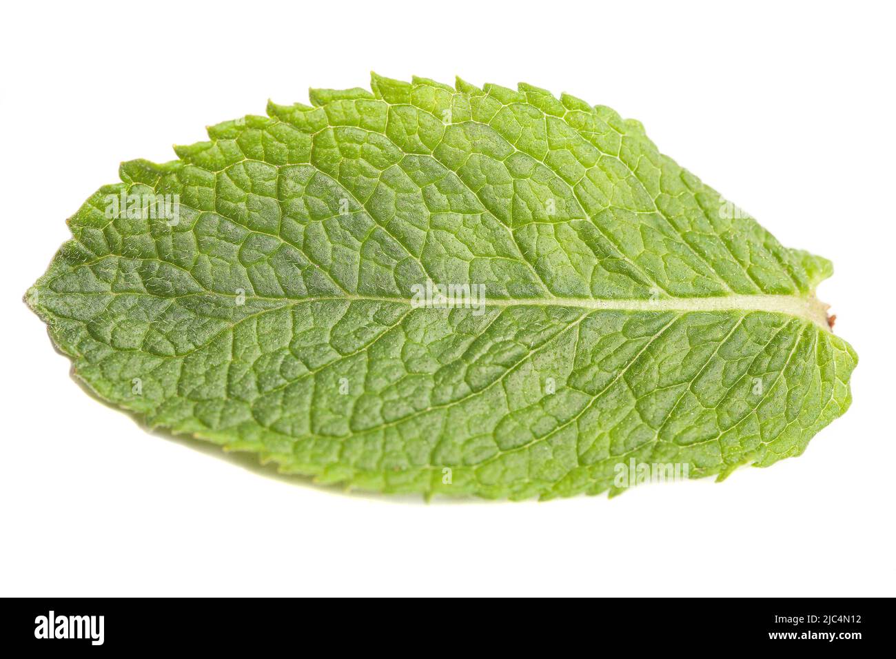 Close-up fresh Mint leaf isolated on white background Stock Photo - Alamy