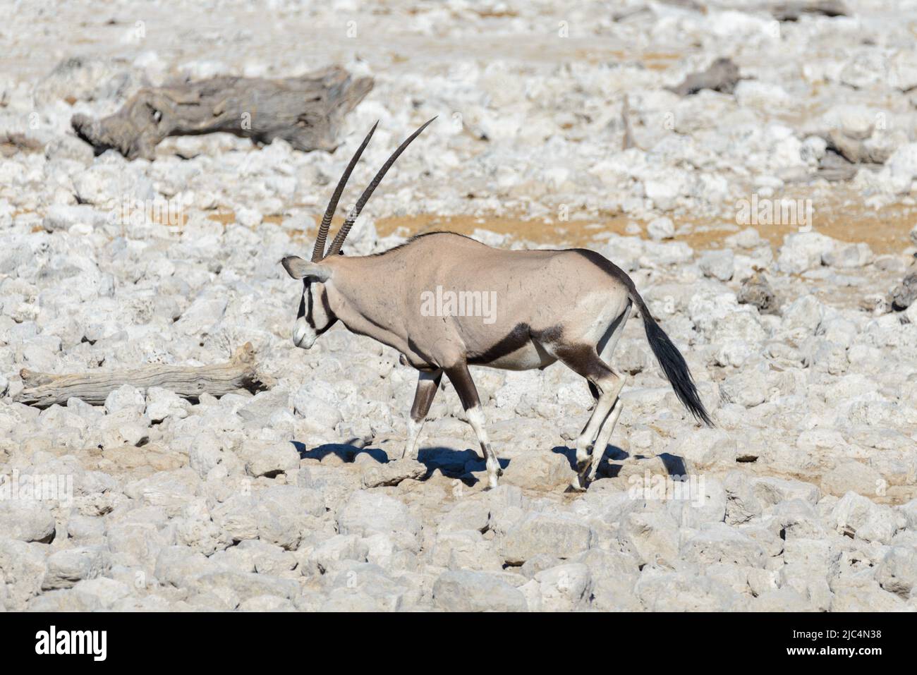 Wild oryx antelope in the African savannah Stock Photo - Alamy