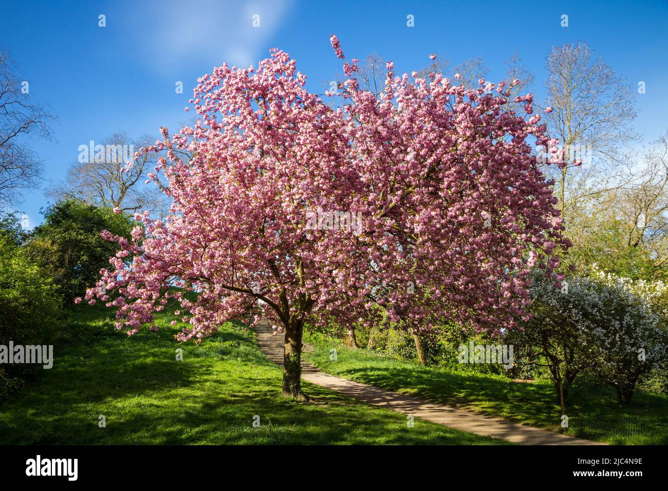 Japanese cherry blossom in spring. Blue sky background Stock Photo - Alamy