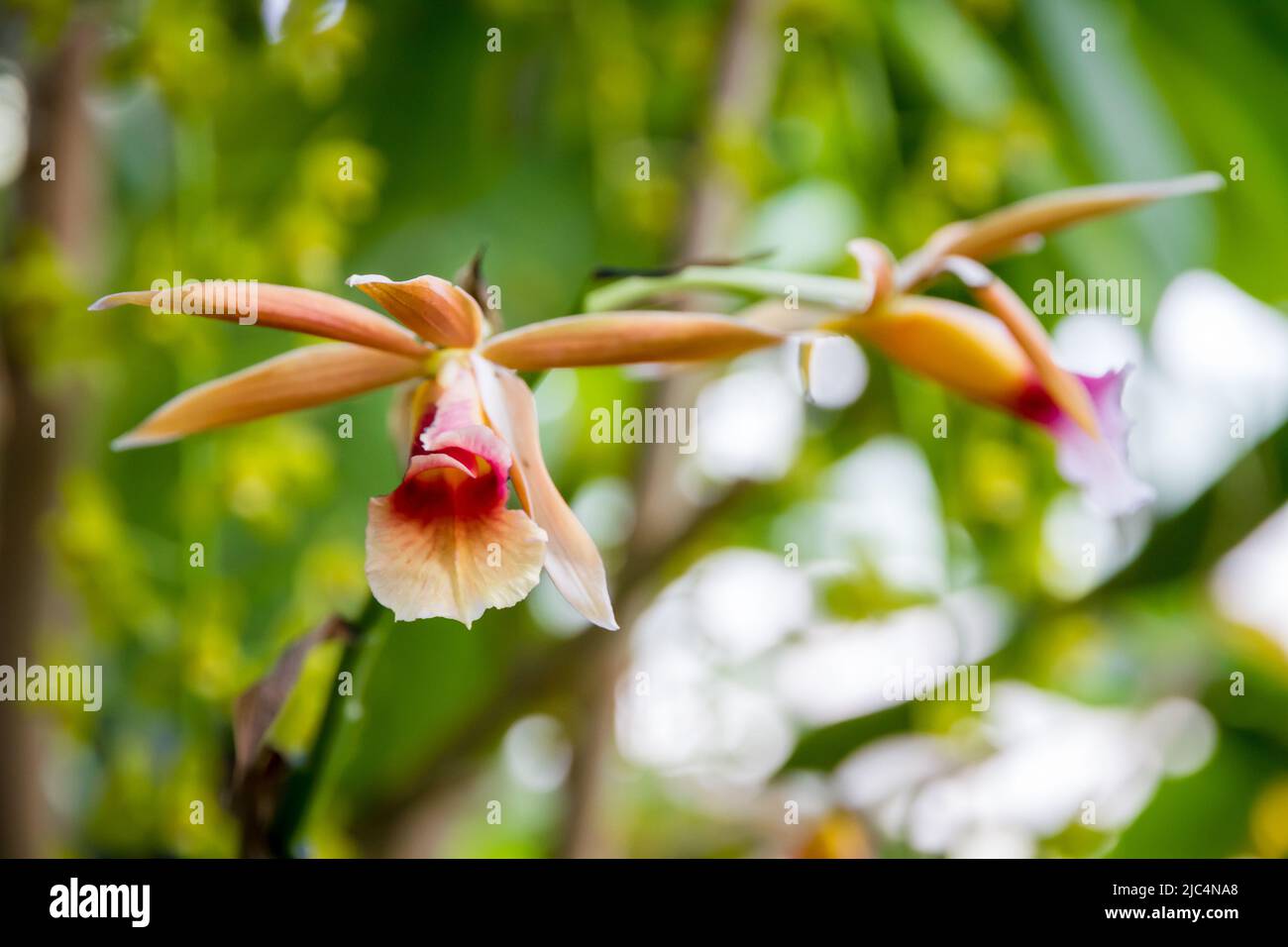 Phaius orchid hi-res stock photography and images - Alamy