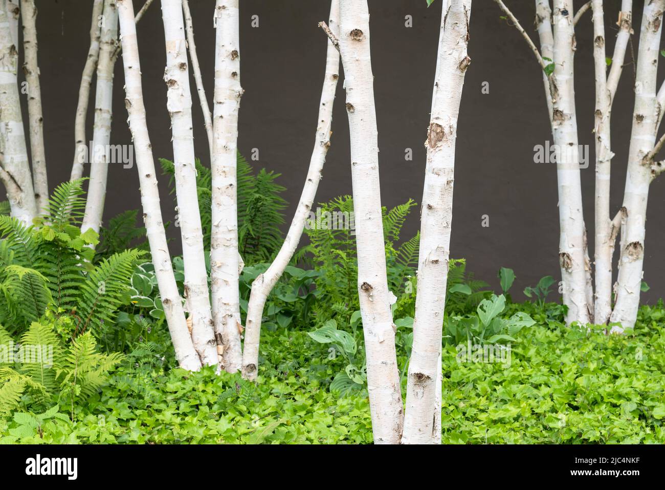 Betula Utilis Jacquemontii against a dark wall Stock Photo - Alamy