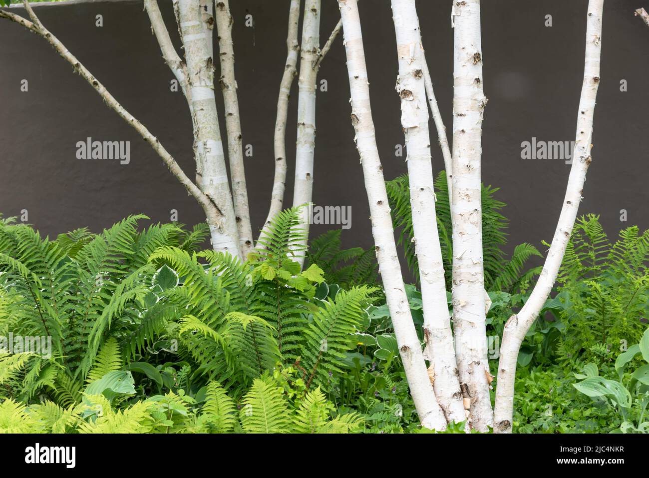 Betula Utilis Jacquemontii against a dark wall Stock Photo - Alamy