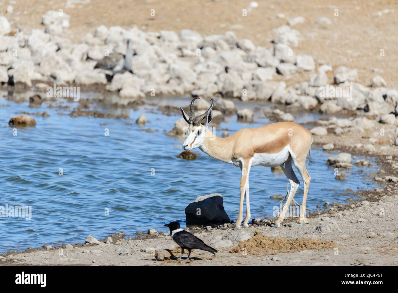 Wild springbok antelopes in the African savanna Stock Photo - Alamy