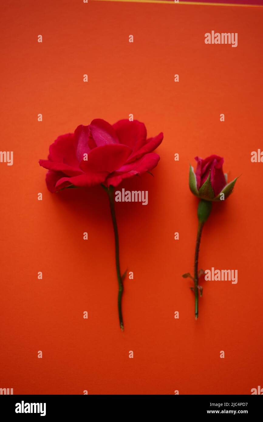 Closed bud magenta rose hi-res stock photography and images - Alamy