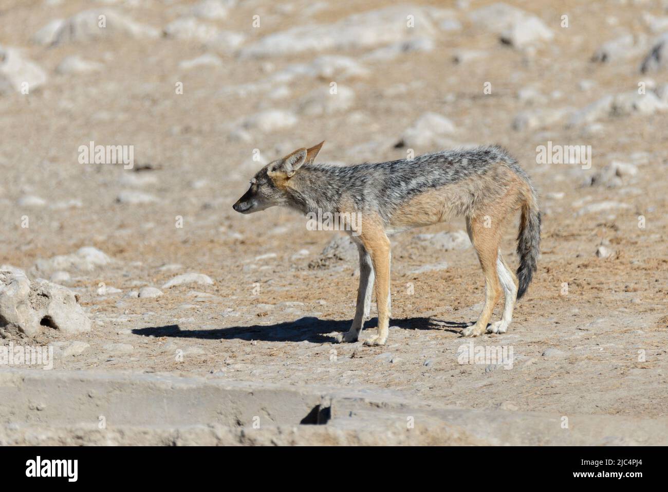 Wild jackal on waterhole in the African savanna Stock Photo - Alamy