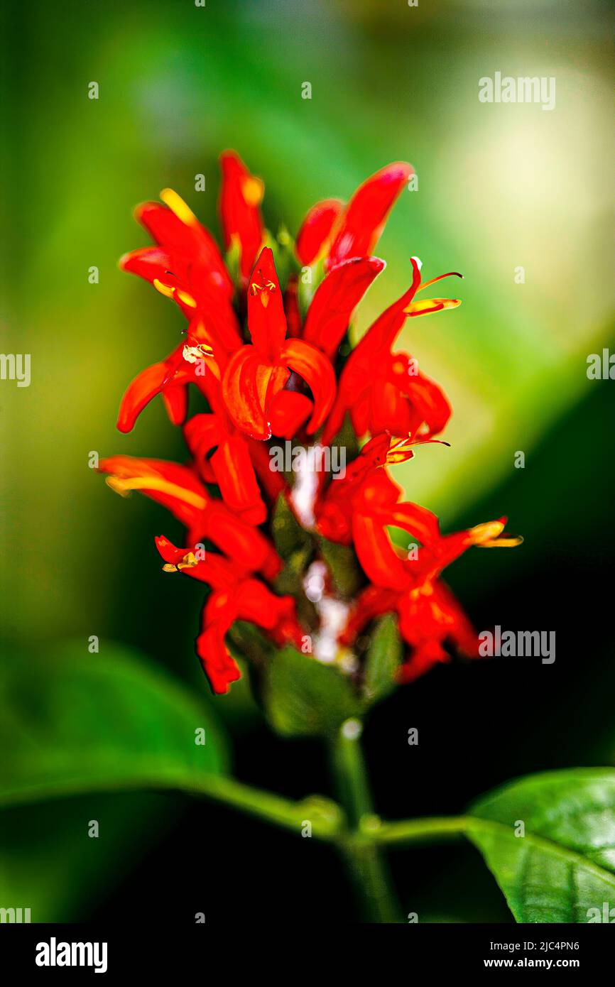 Botany bright costa rica hi-res stock photography and images - Alamy