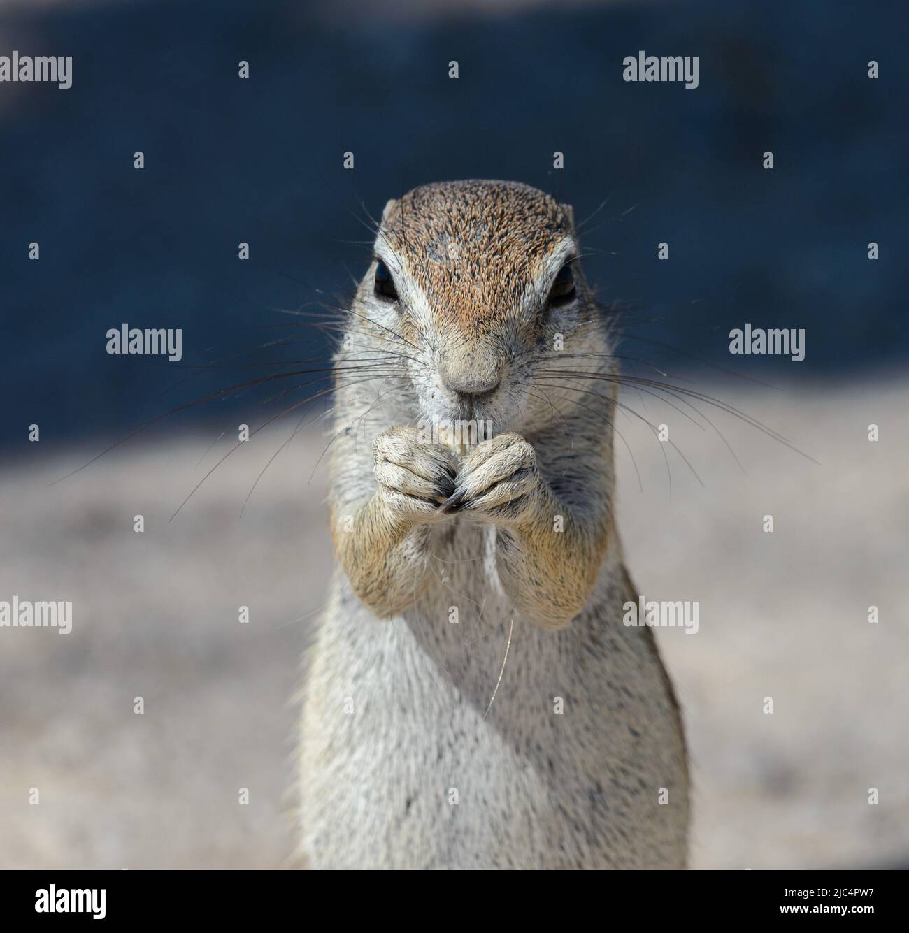South African ground squirrel Xerus inauris sitting Stock Photo - Alamy