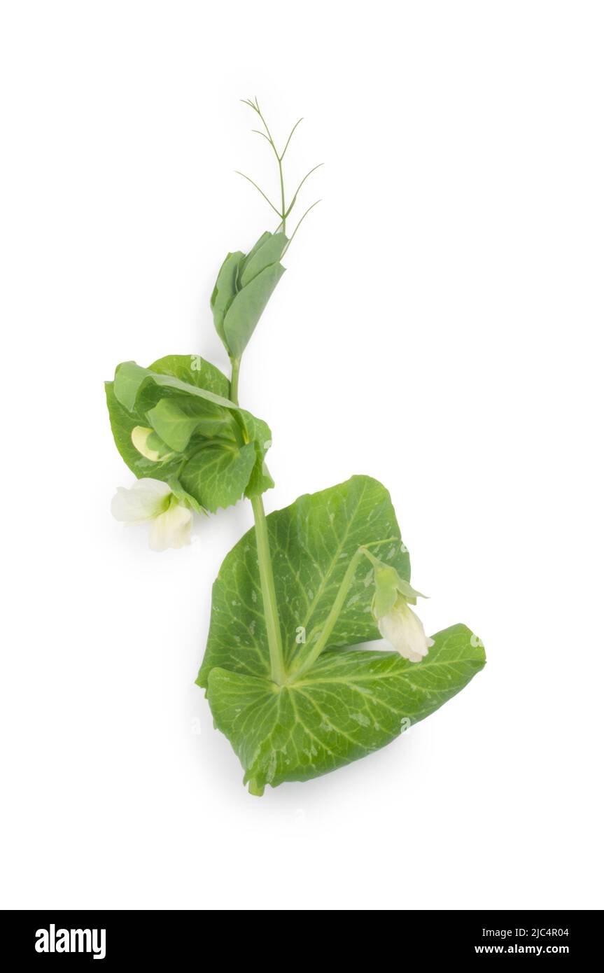 Pea shoot hi-res stock photography and images - Alamy