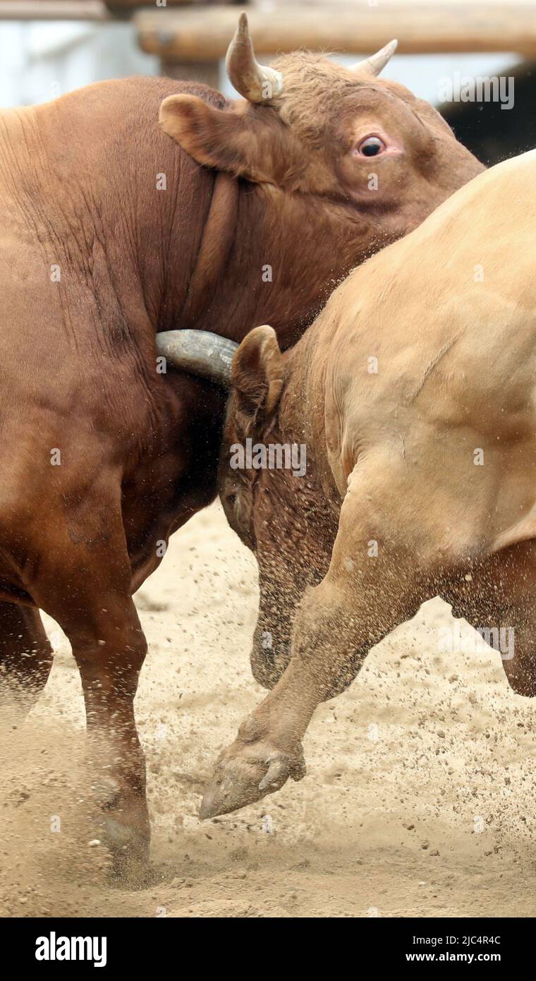Traditional bullfighting in S. Korea Two bulls clash during a ...