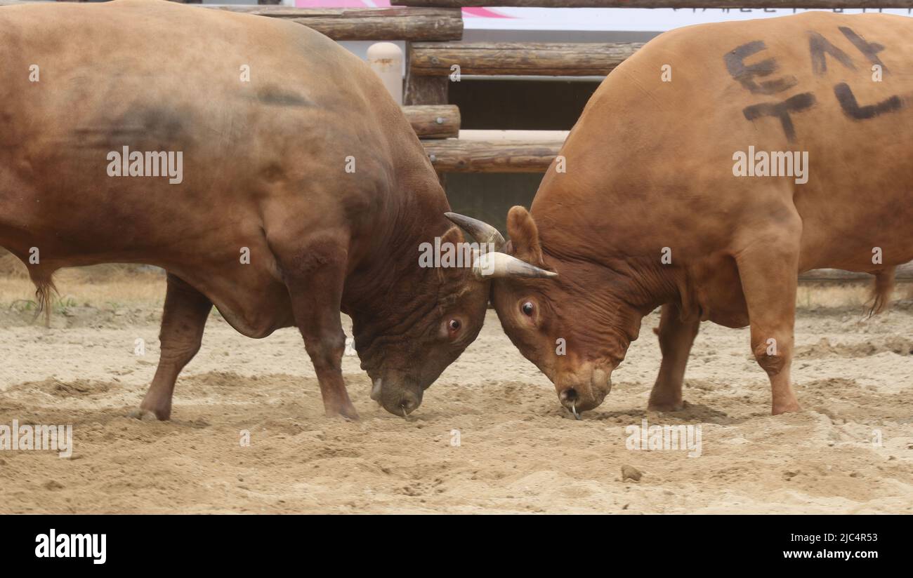 Traditional bullfighting in S. Korea Two bulls clash during a ...