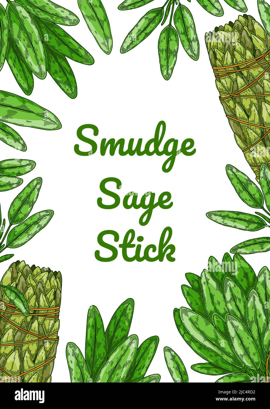 Colorful sage design with green leaves. Vector illustration in colored ...