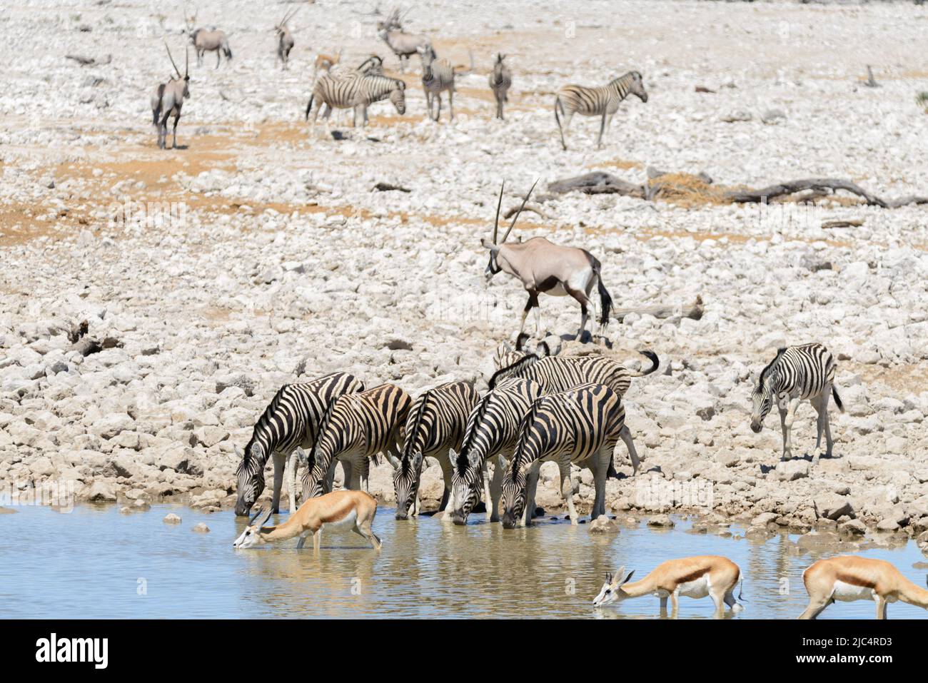 Wild african animals -gnu, kudu, orix, springbok, zebras drinking water ...