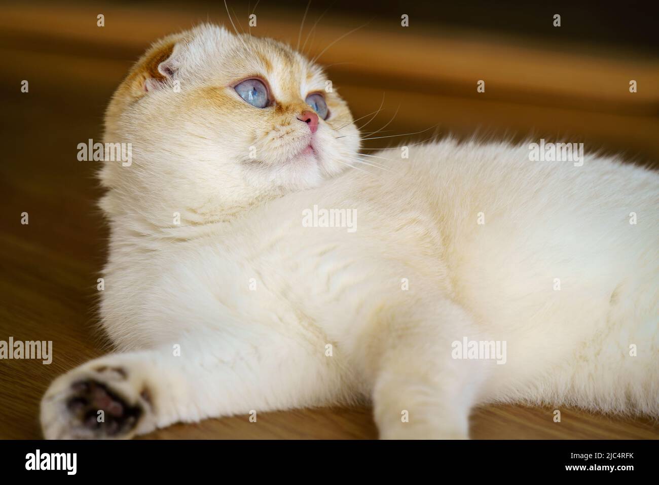 Cute White Scottish Fold Kitten Stock Photo - Alamy