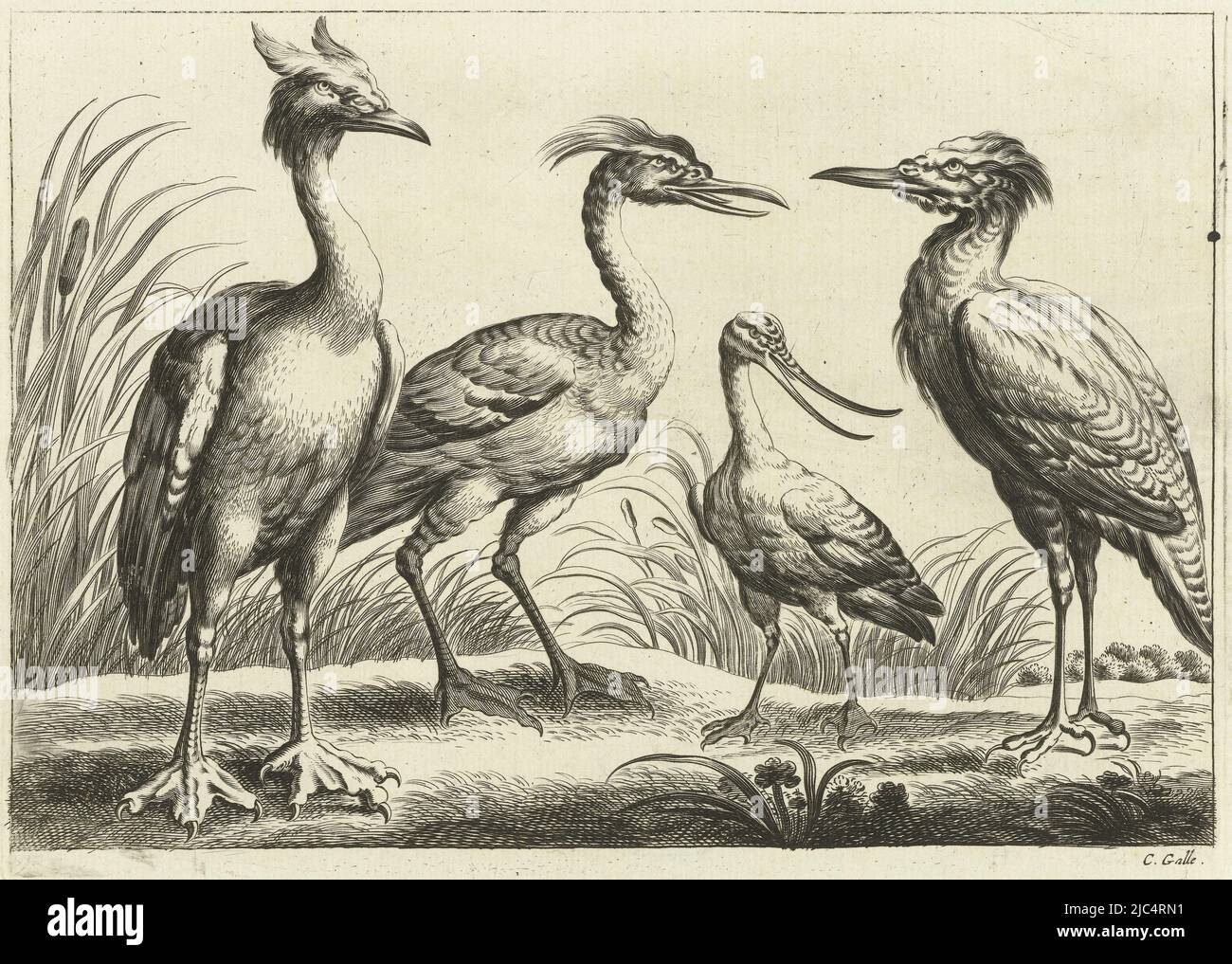 Birds diversarum avium species hi-res stock photography and images - Alamy