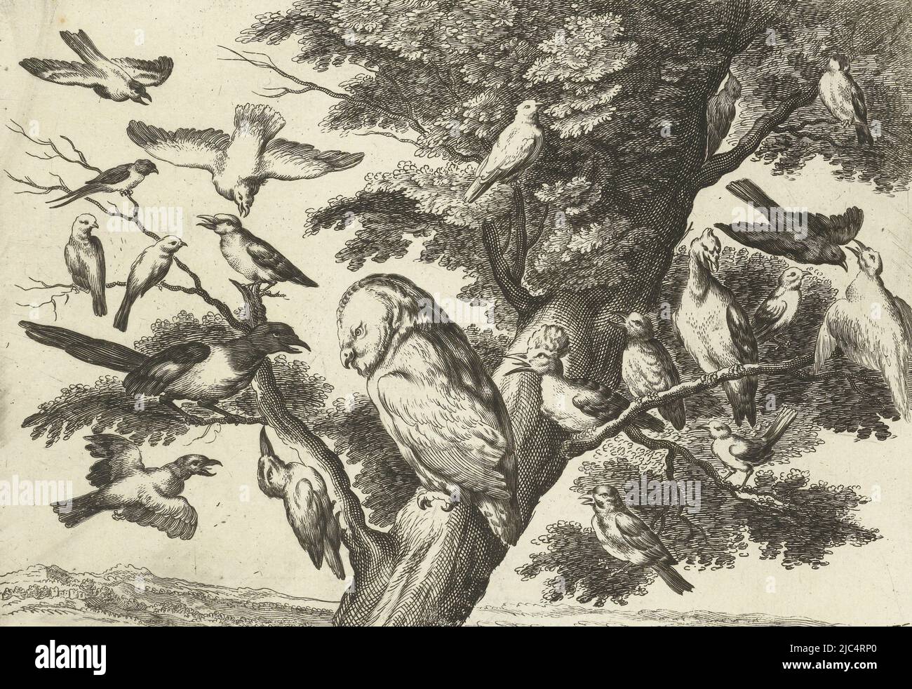 Tree diversarum avium species hi-res stock photography and images - Alamy