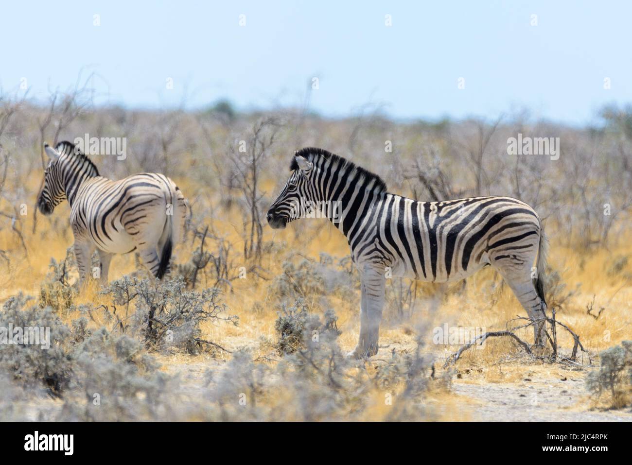 Wild zebras walking in the African savanna Stock Photo - Alamy
