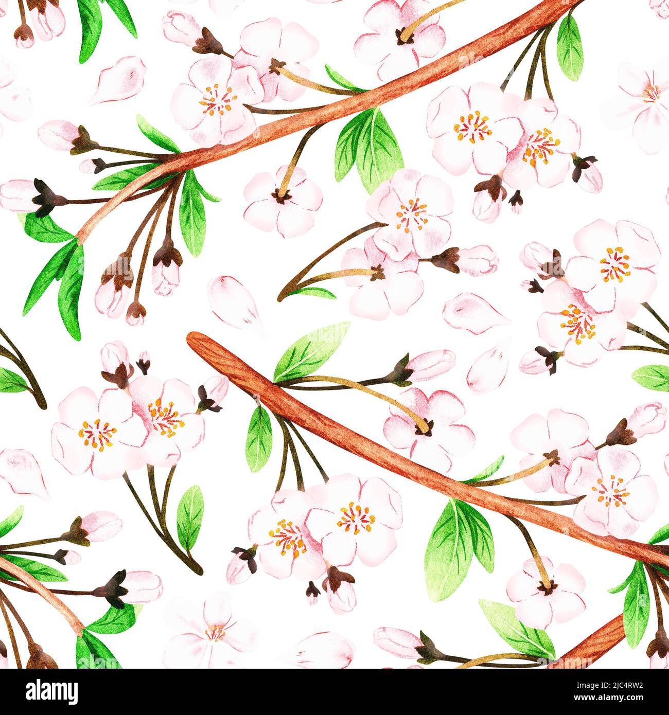 Seamless sakura pattern. Watercolor illustration. Isolated on a white ...