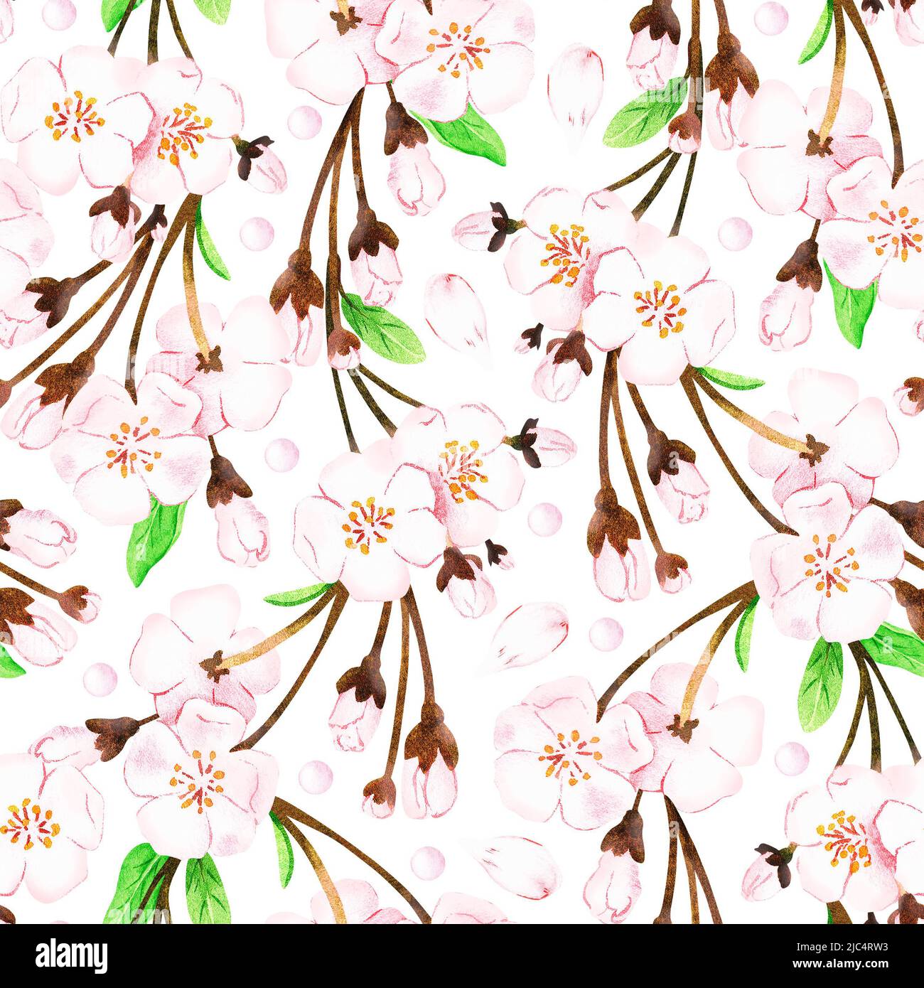 Seamless sakura pattern. Watercolor illustration. Isolated on a white ...