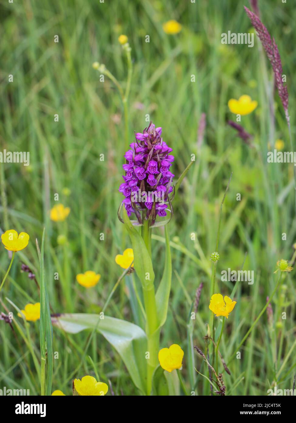 Single inflorescence of wild orchid, early marsh-orchid, Dactylorhiza ...