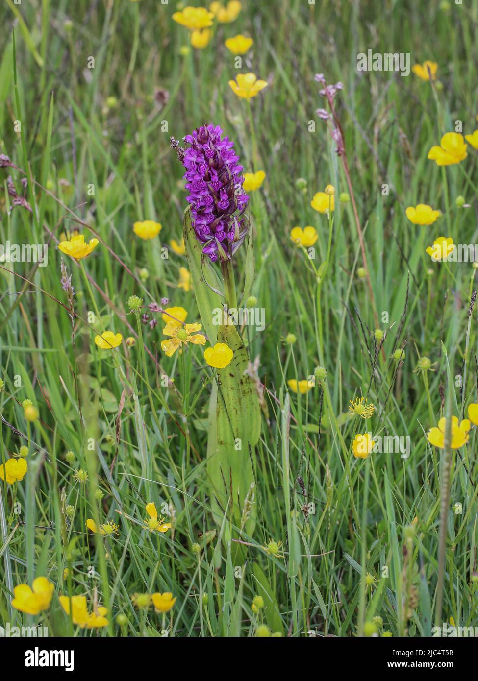 Single inflorescence of wild orchid, early marsh-orchid, Dactylorhiza ...