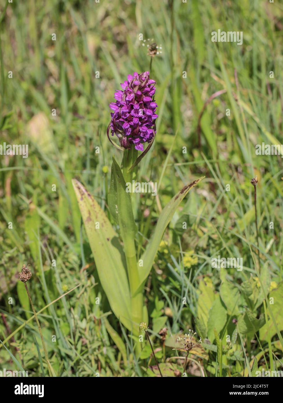 Single inflorescence of wild orchid, early marsh-orchid, Dactylorhiza ...