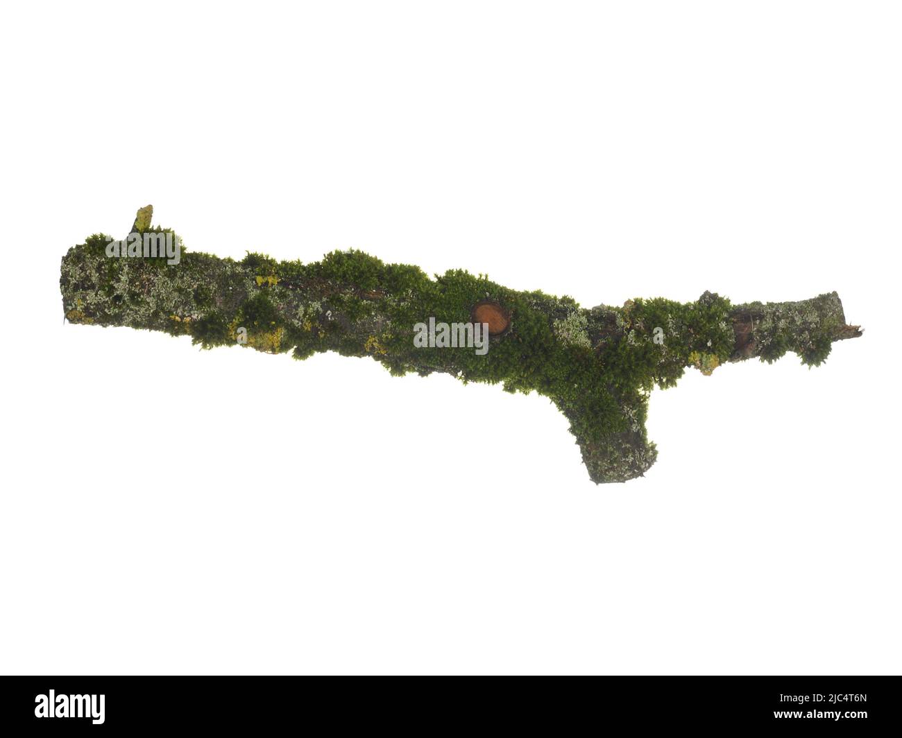 Tree branch covered with green moss isolated on white background Stock ...