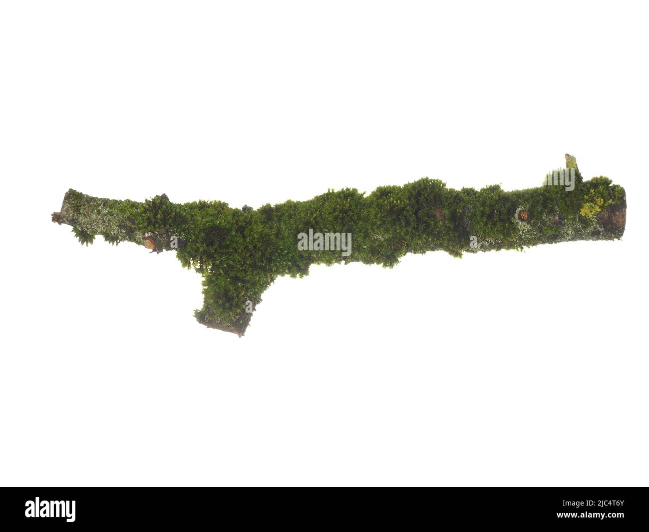 Tree branch covered with green moss isolated on white background Stock ...