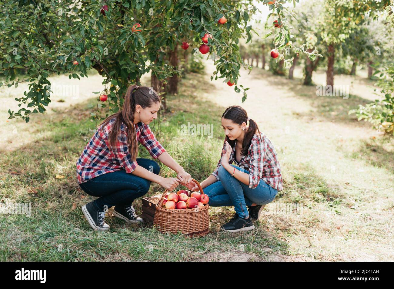 Two teenage girls picking ripe organic apples on farm at fall day ...