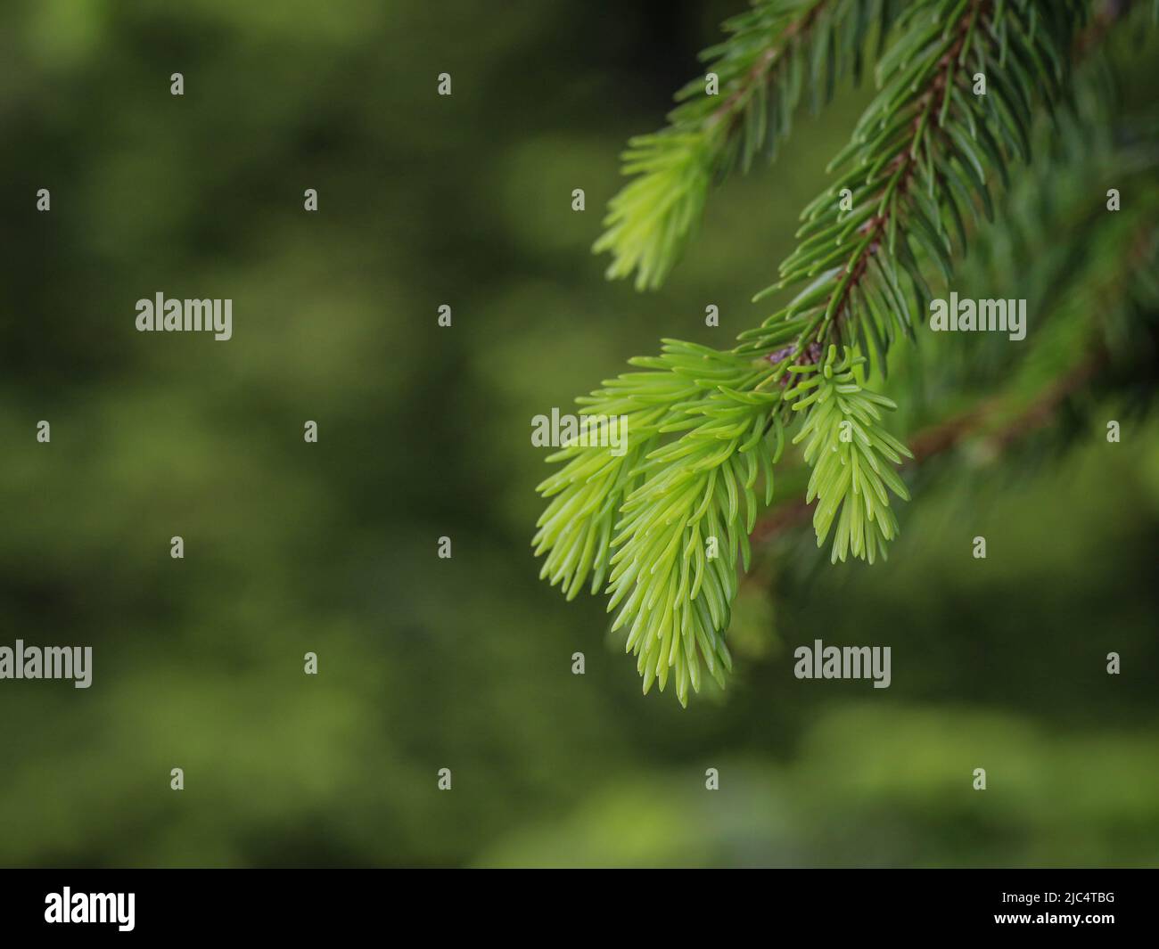 Yound light green shoots of the European spruce (latin name: Picea ...