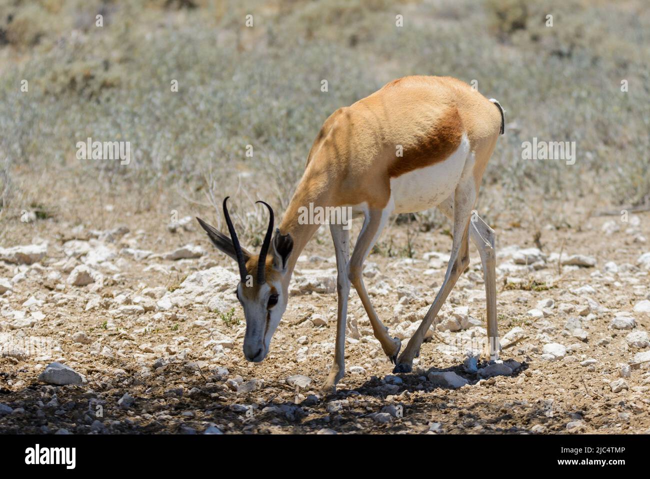 Wild springbok antelope portrait in the African savanna close up Stock ...