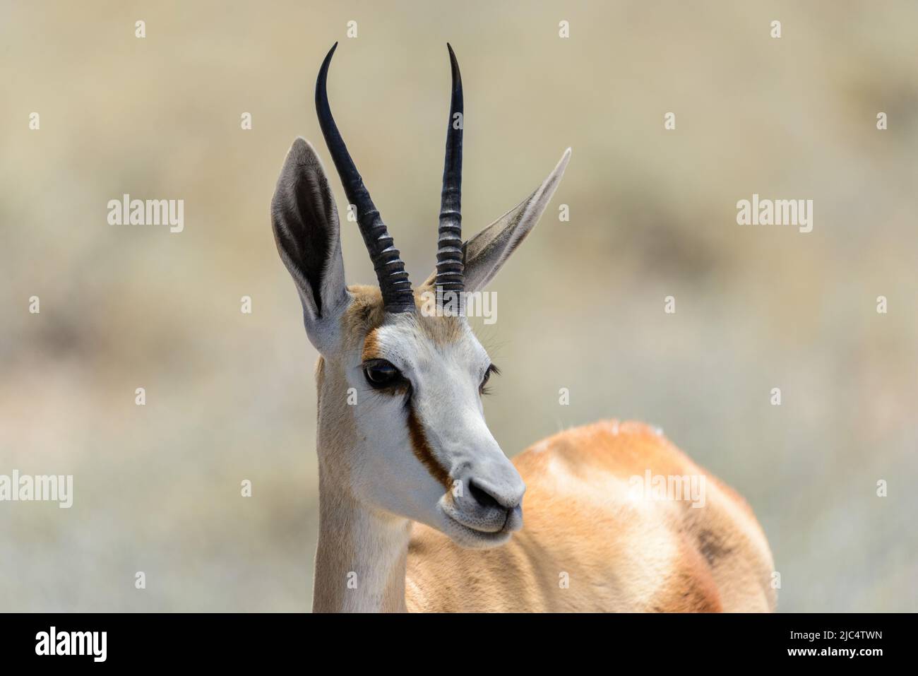 Wild springbok antelope portrait in the African savanna close up Stock ...