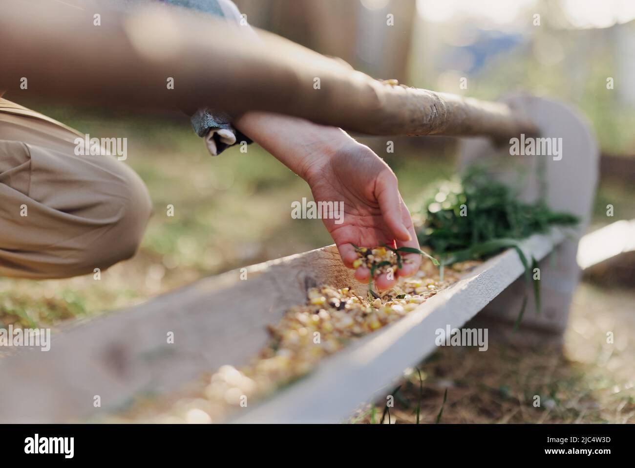 A woman works on a farm and feeds her chickens with healthy food ...