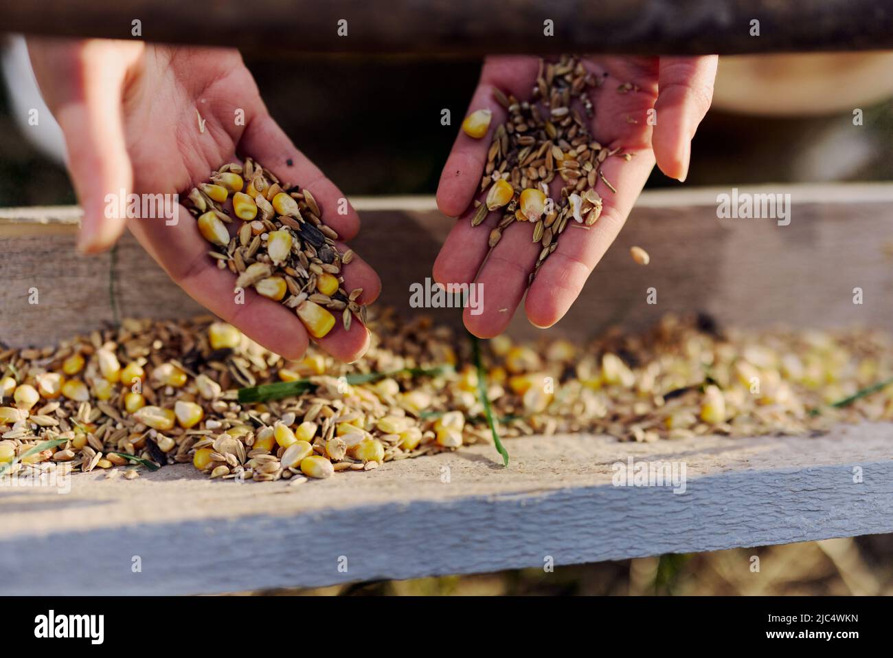 Women's hands close up putting grain, oats, and other good-for-natured ...