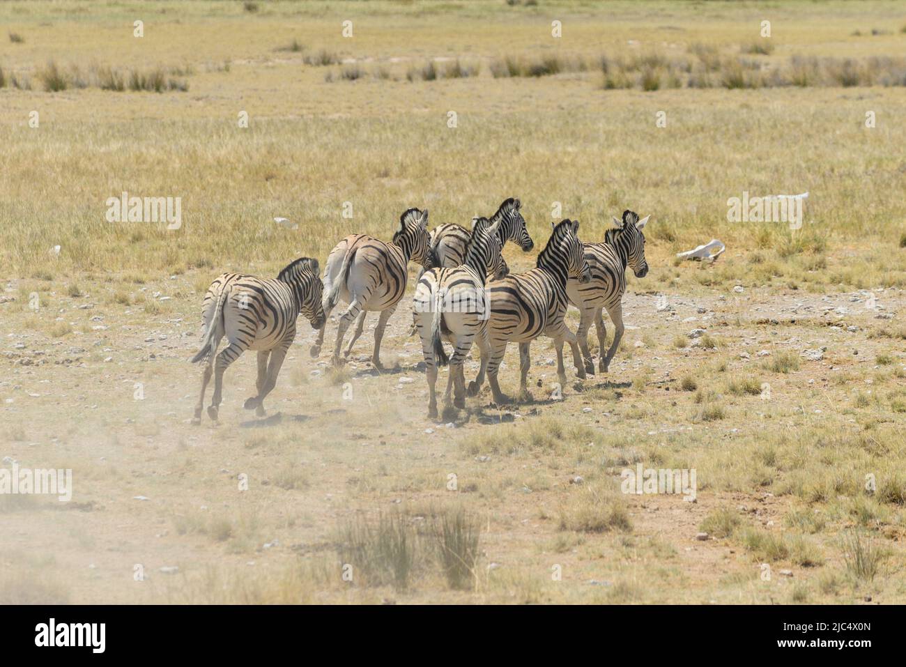 Wild zebras herd running in the African savanna Stock Photo - Alamy