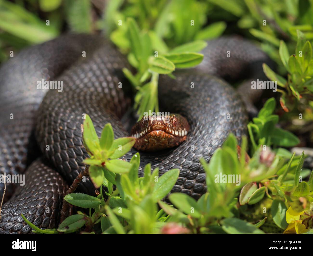 Almost melanistic female of the common European viper (latin name ...