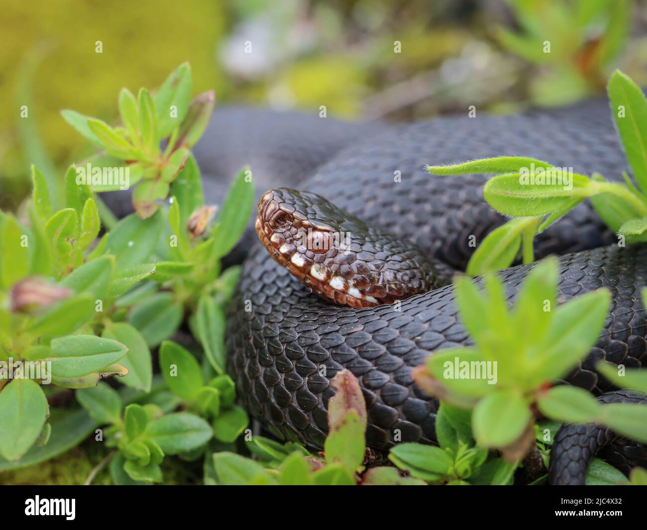 Almost melanistic female of the common European viper (latin name ...
