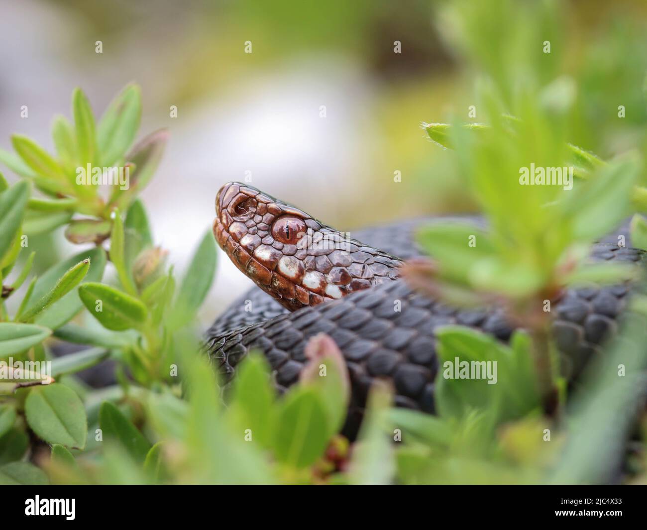 Almost melanistic female of the common European viper (latin name ...
