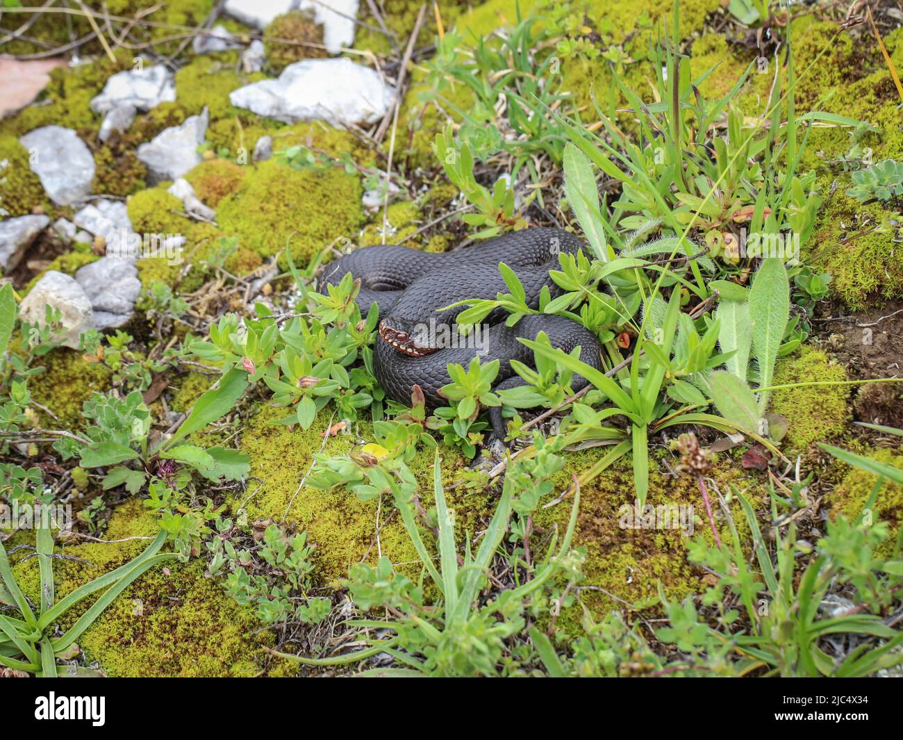 Almost melanistic female of the common European viper (latin name ...