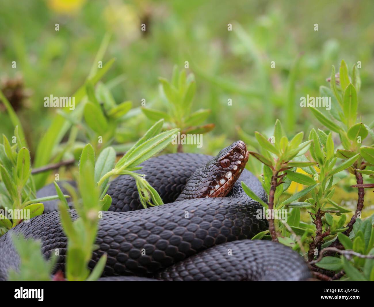 Almost melanistic female of the common European viper (latin name ...
