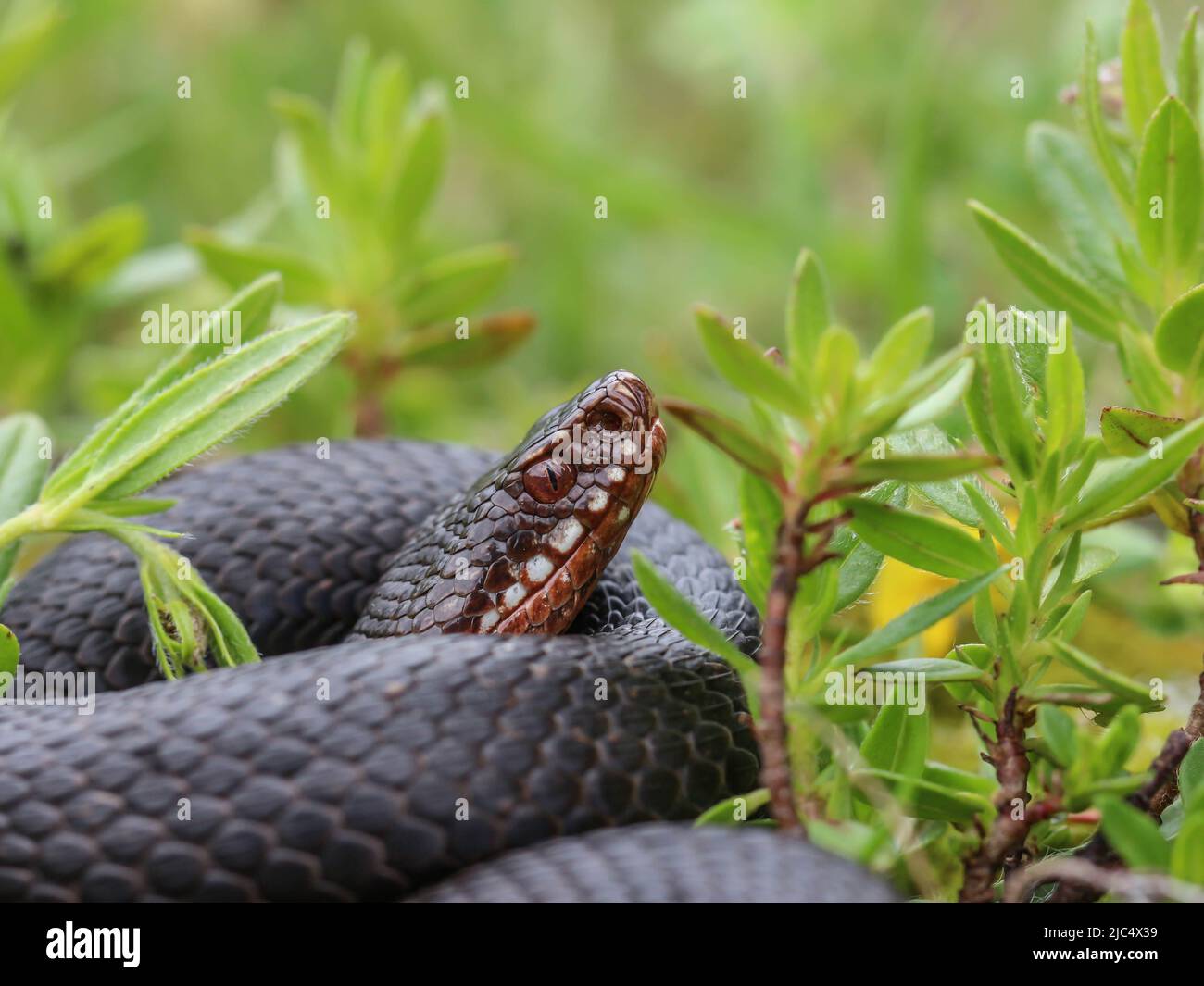 Almost melanistic female of the common European viper (latin name ...